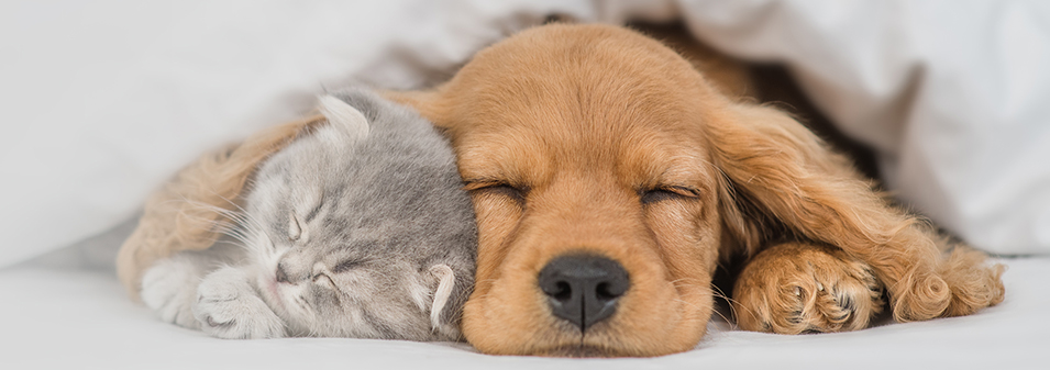 Park House Veterinary Centre - Puppy and Kitten Welcome Packs